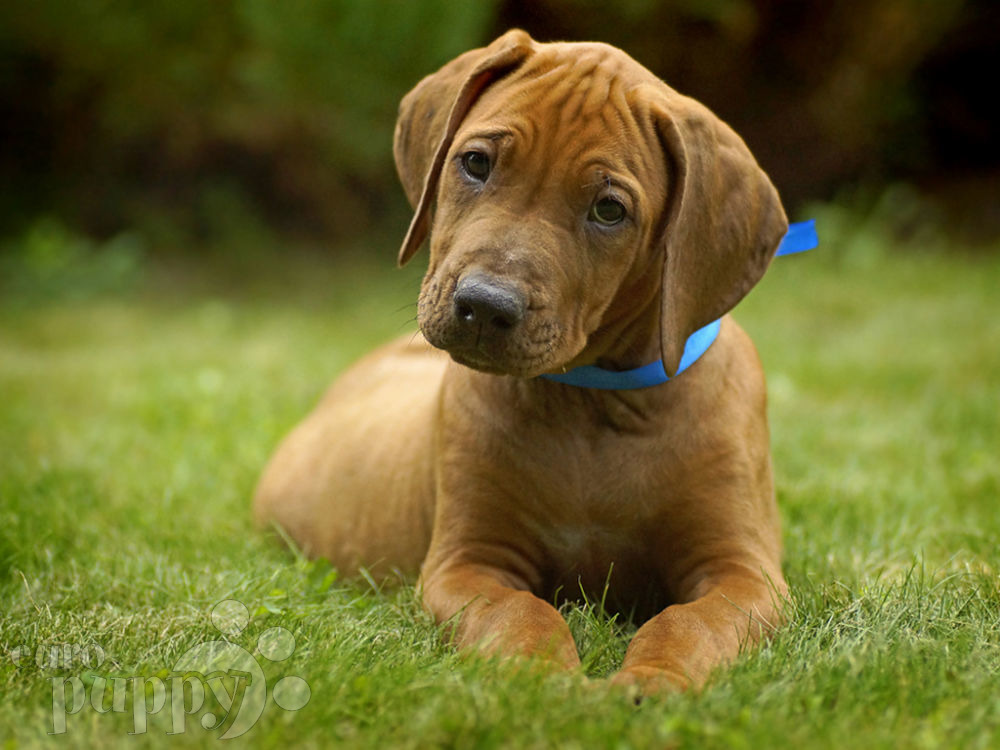 Why Do Rhodesian Ridgebacks Have a Ridge on Their Backs? | Euro Puppy