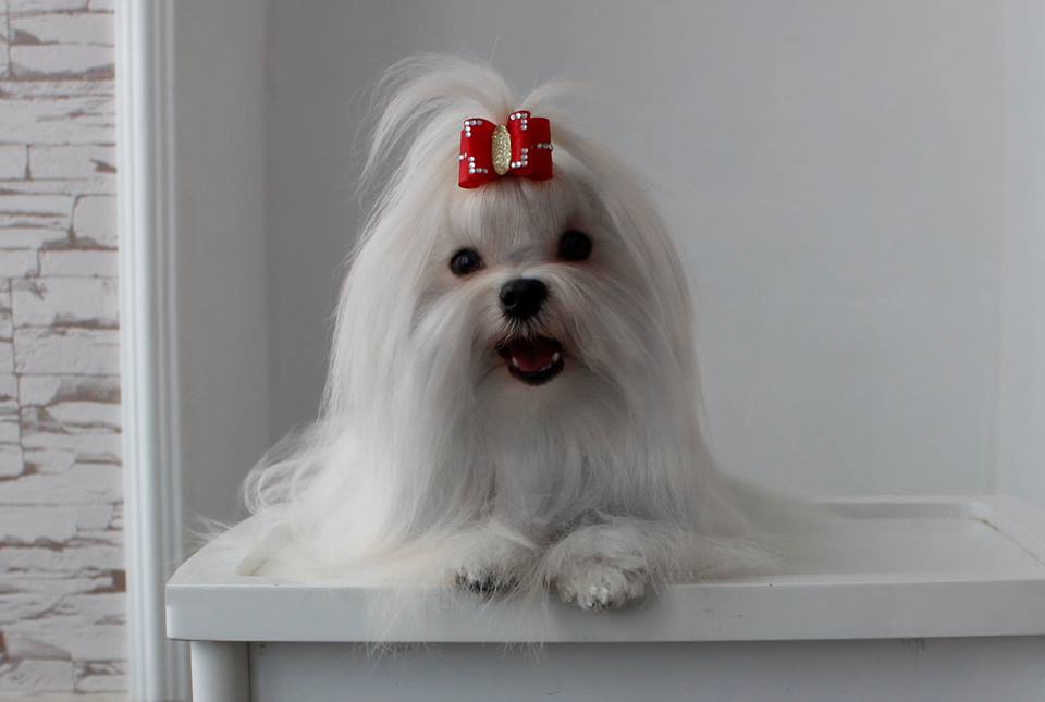 Get a Puppy from one of the Cat Friendly Dog Breeds!