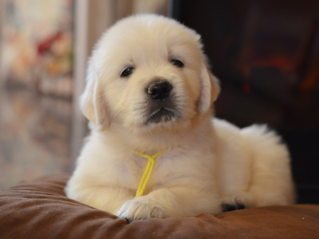 Get a Puppy from one of the Cat Friendly Dog Breeds!