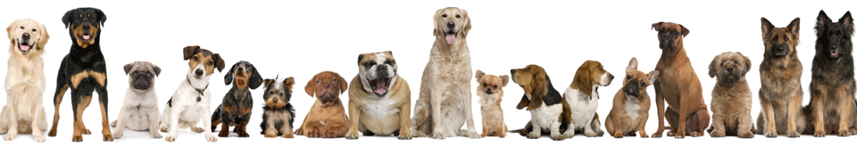 Complete List of the FCI Dog Breed Groups – EuroPuppy