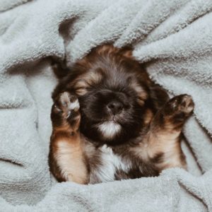 Puppies in Qatar, Dogs in Qatar, Puppies in Doha, Dogs in Doha