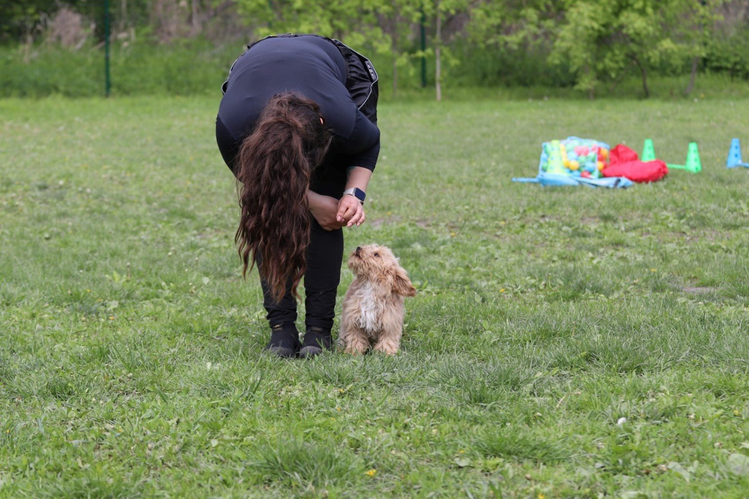 Jewel - Cocker Spaniel Inglés Cachorros en Venta | EuroPuppy