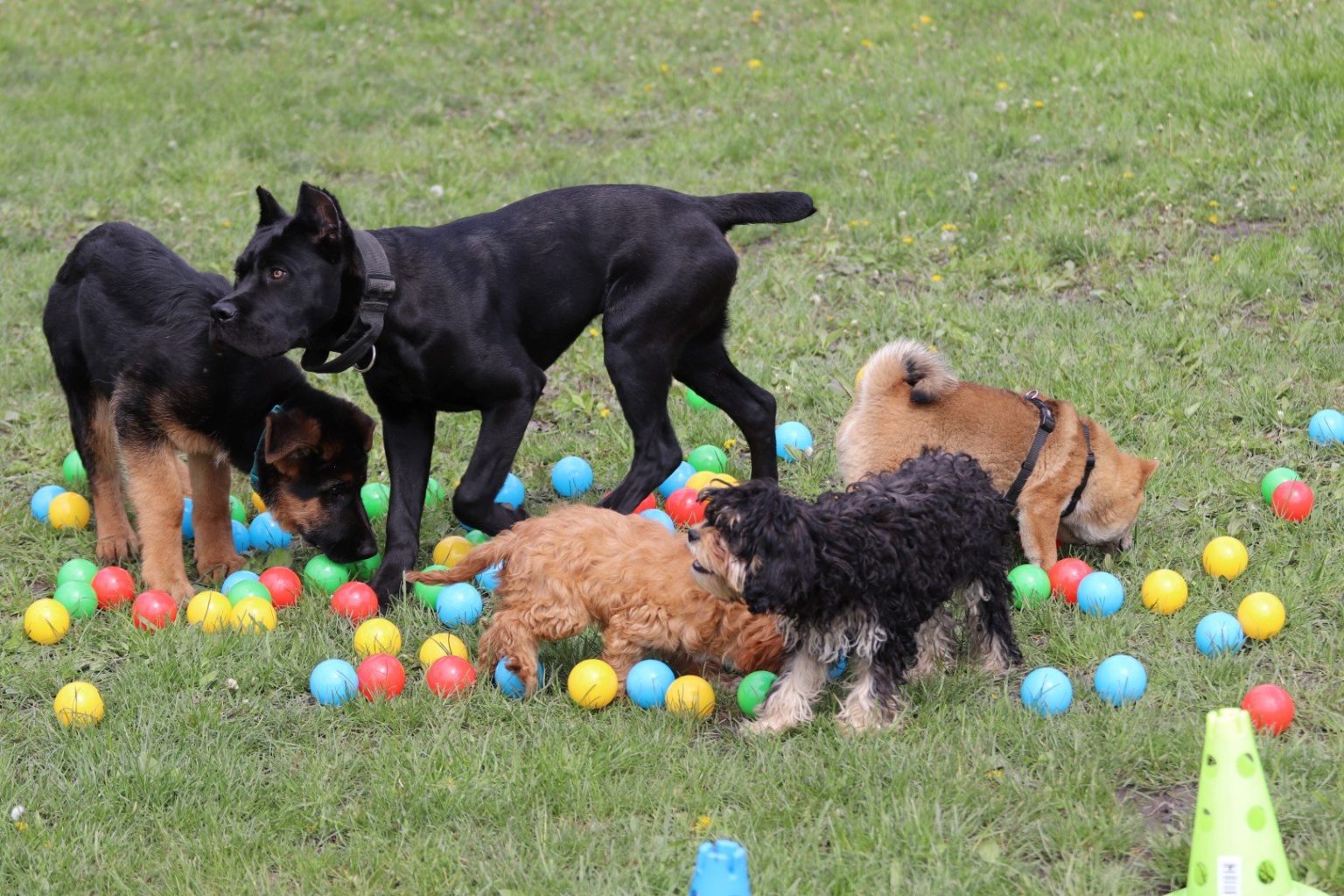 Tiger - F1b - Cavapoo Welpen kaufen | EuroPuppy