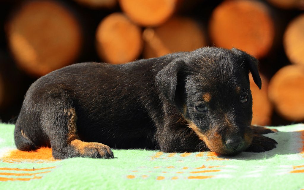 Jagd Terrier Puppies Breed information & Puppies for Sale