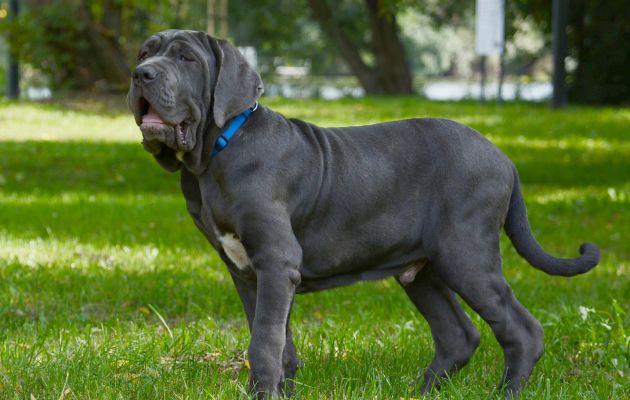 Buy a Puppy or a Dog Online safely from Euro Puppy
