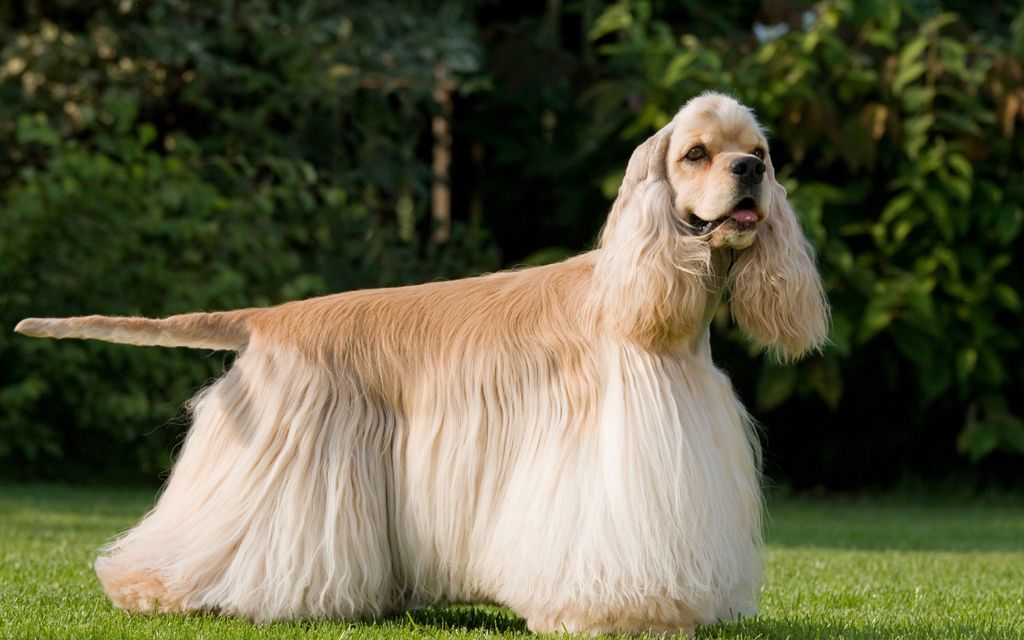 American Cocker Spaniel Puppies Breed information & Puppies for Sale